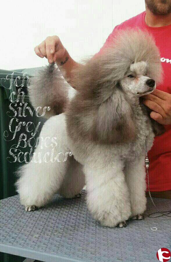 El perro "Arturo" Silver Grey Bones Seductor, del equipo Team Mimos, toda una belleza ...