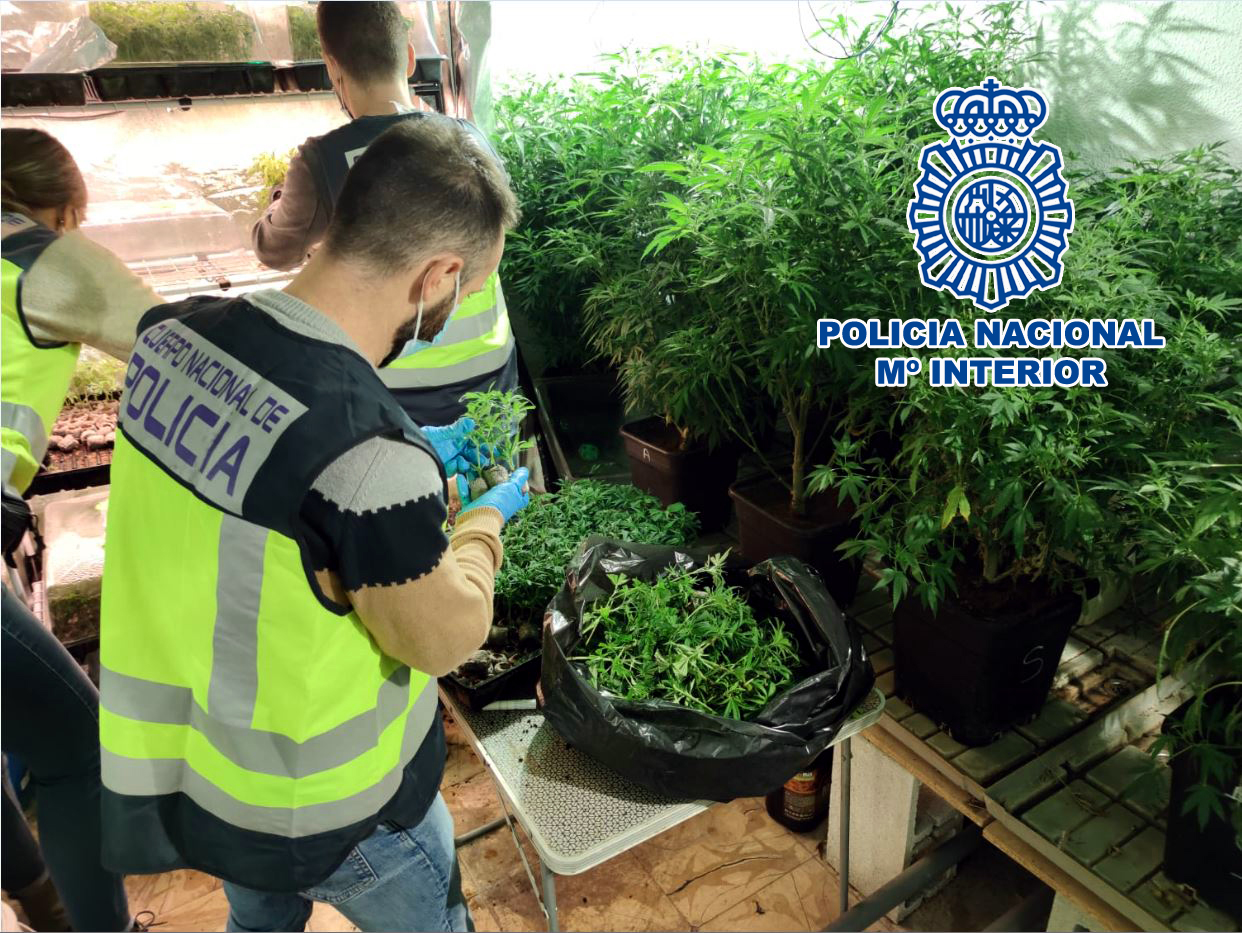 La Policía Nacional detiene a 6 personas y desmantela cuatro plantaciones de marihuana en las ...