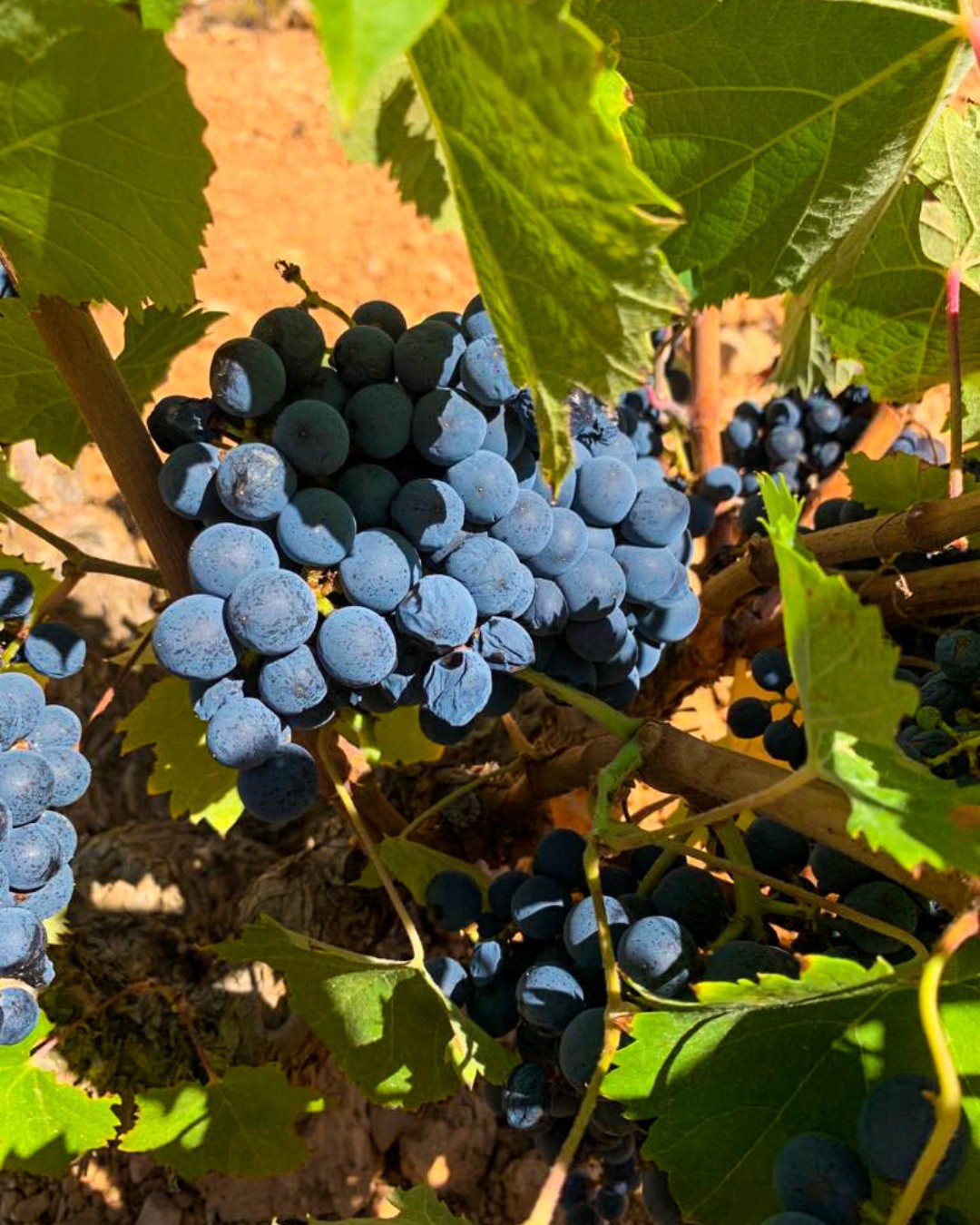 Bocopa presentará el lunes su estrategia contra el cambio climático y ...