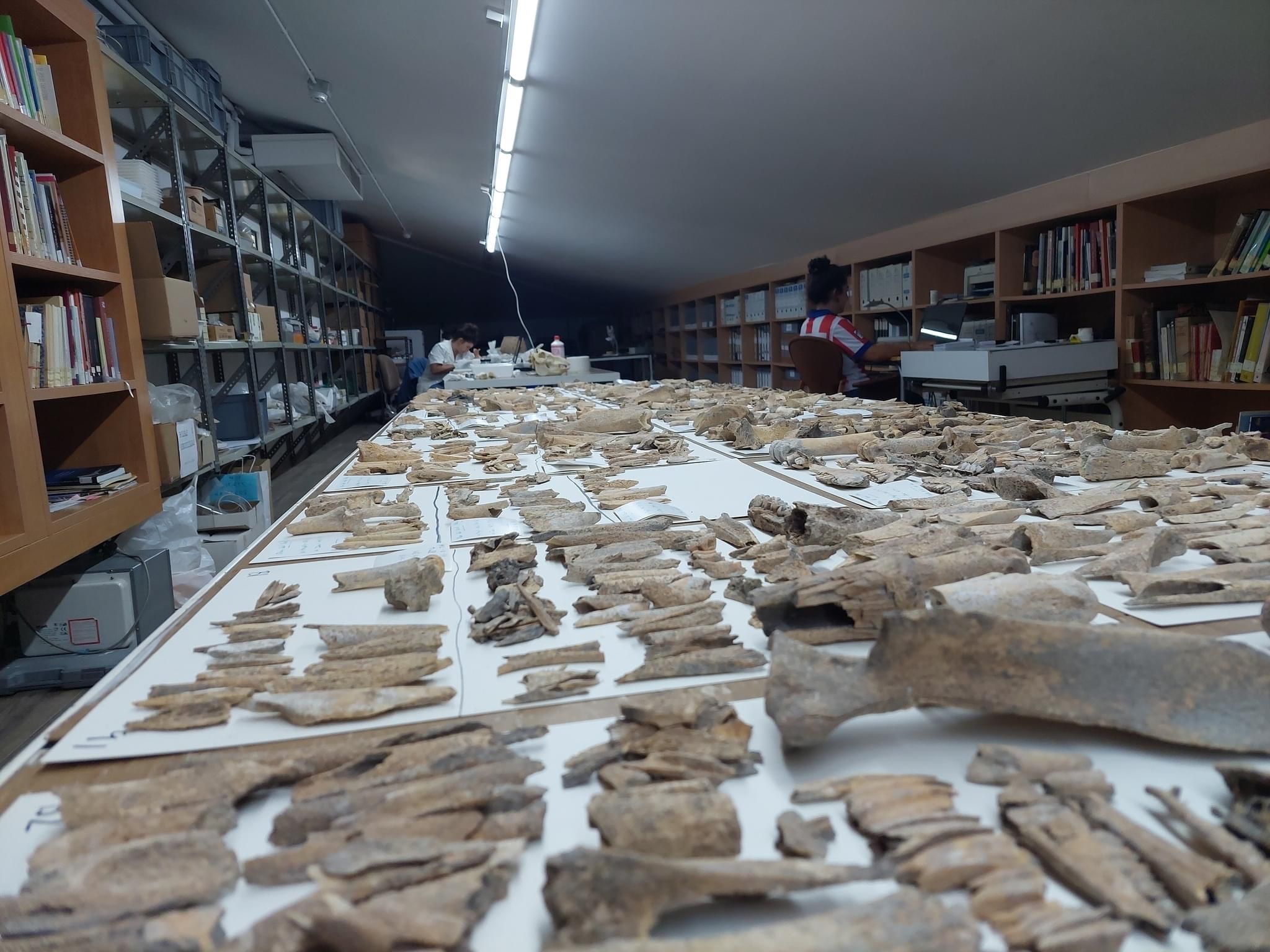 El Museu Arqueològic Camilo Visedo d'Alcoi estudia les restes de fauna ...